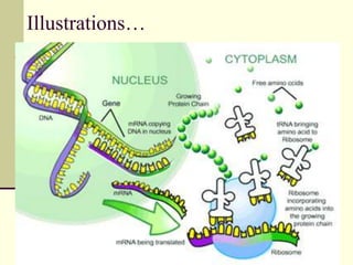 Protein Synthesis.ppt