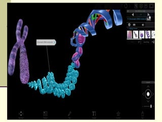 Protein Synthesis.ppt | Programming Languages | Computing