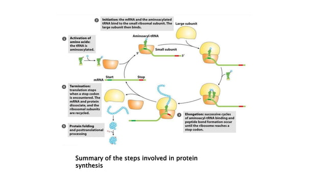 Protein synthesis.pptx