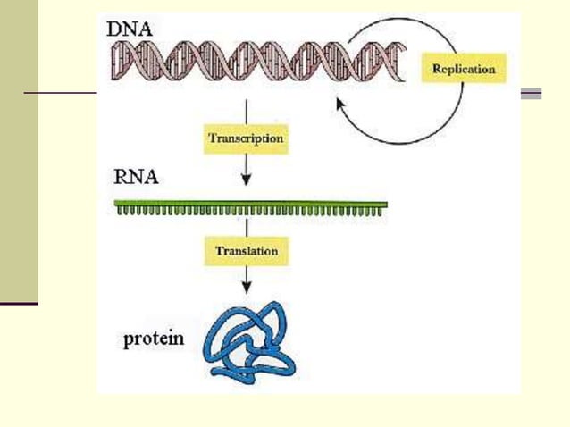 Protein Synthesis.ppt