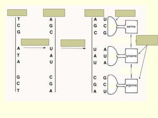 Protein Synthesis.ppt