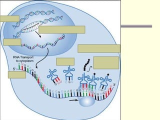 Protein Synthesis.ppt