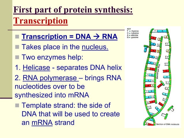 Protein Synthesis.ppt