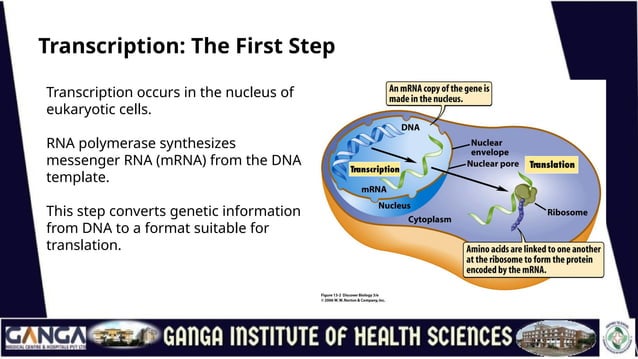 PROTEIN SYNTHESIS / protein synthesis.pptx