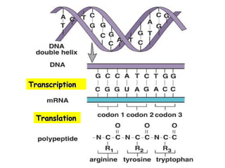 Protein Synthesis, including transcription and Translation | PPT