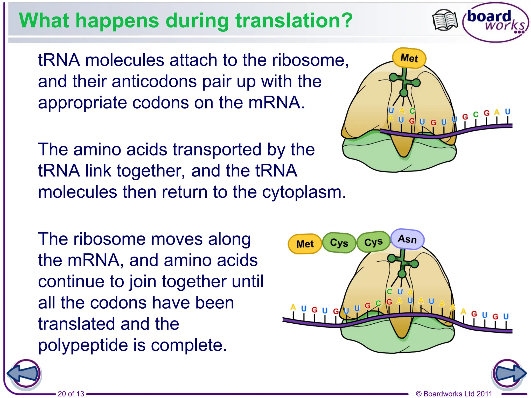 Protein synthesis Protein synthesis Protein synthesis | PPT