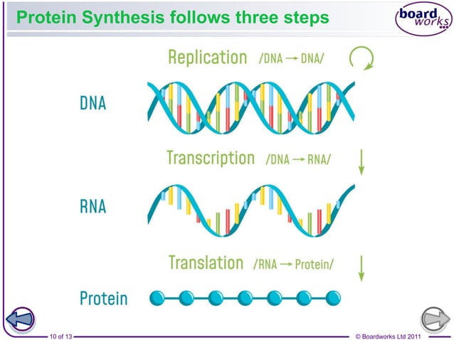 Protein synthesis Protein synthesis Protein synthesis | PPT