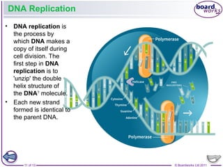 Protein synthesis Protein synthesis Protein synthesis | PPT