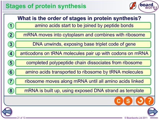 Protein synthesis Protein synthesis Protein synthesis | PPT