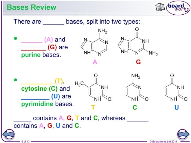 Protein synthesis Protein synthesis Protein synthesis | PPT