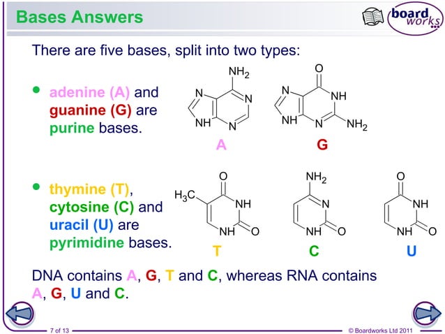 Protein synthesis Protein synthesis Protein synthesis | PPT