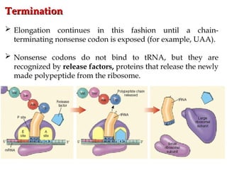 Protein synthesi its mechanism and stepss.ppt