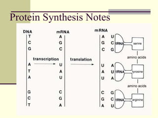 transcription and translation Protein Synthesis.ppt