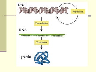 transcription and translation Protein Synthesis.ppt