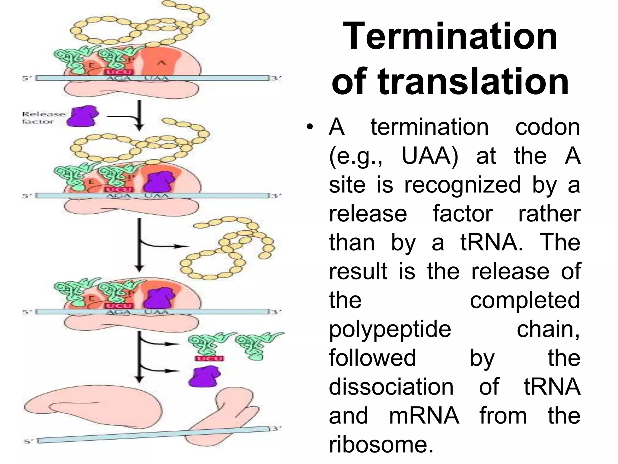 Protein_Synthesis (1).pptx