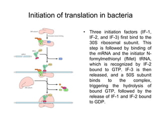 Protein_Synthesis (1).pptx