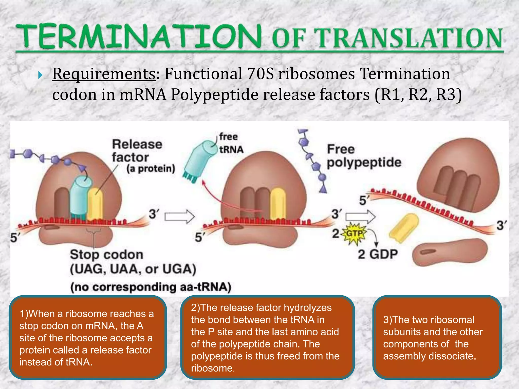 Protein synthesis 2 | PPTX