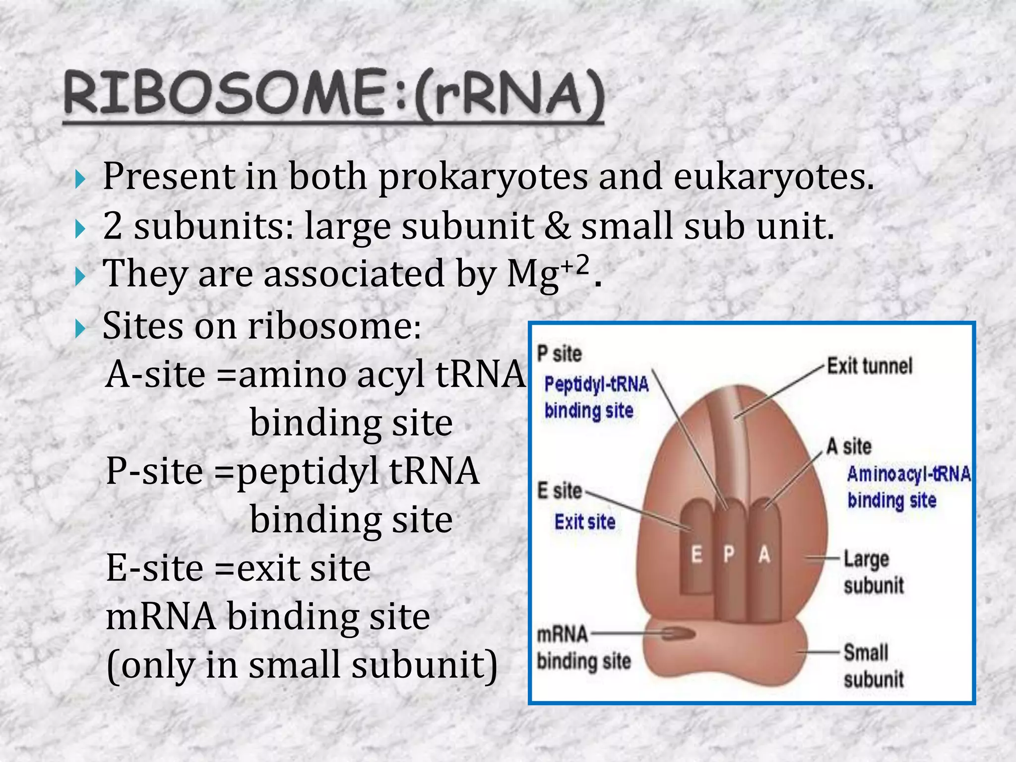Protein synthesis 2 | PPTX
