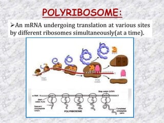 Protein synthesis 2 | PPTX