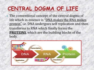 Protein synthesis 2 | PPTX