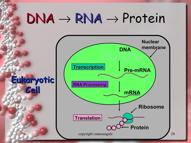 Protein synthesis2 ppt | PPT | Programming Languages | Computing