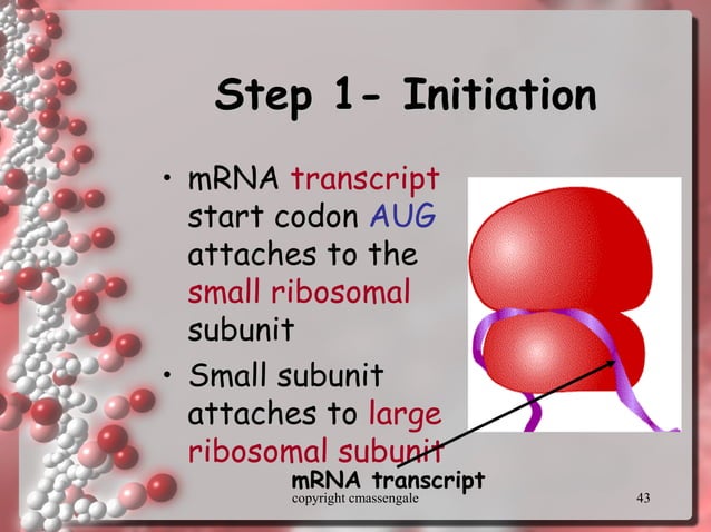 Protein synthesis2 ppt | PPT | Programming Languages | Computing