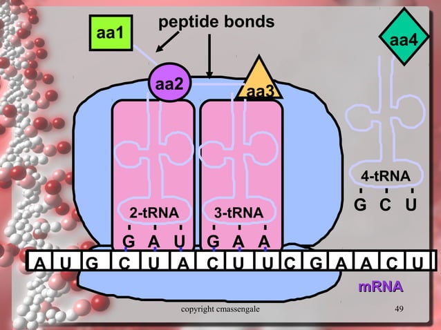 Protein synthesis2 ppt | PPT | Programming Languages | Computing