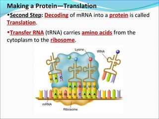 Protein synthesis | PPT