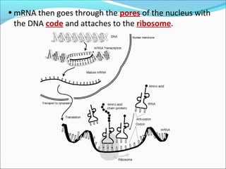 Protein Synthesis Diagram For Kids