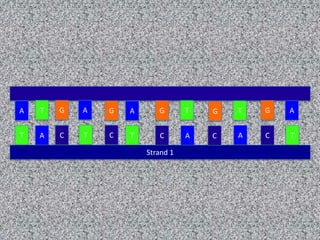 Protein synthesis dna rna flipbook_jw | PPT