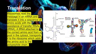 Protein Synthesis final.pptx