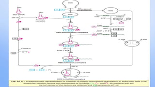 PROTEIN SYNTHESIS IN EUKARYOTES.pptx | Biological Sciences | Science