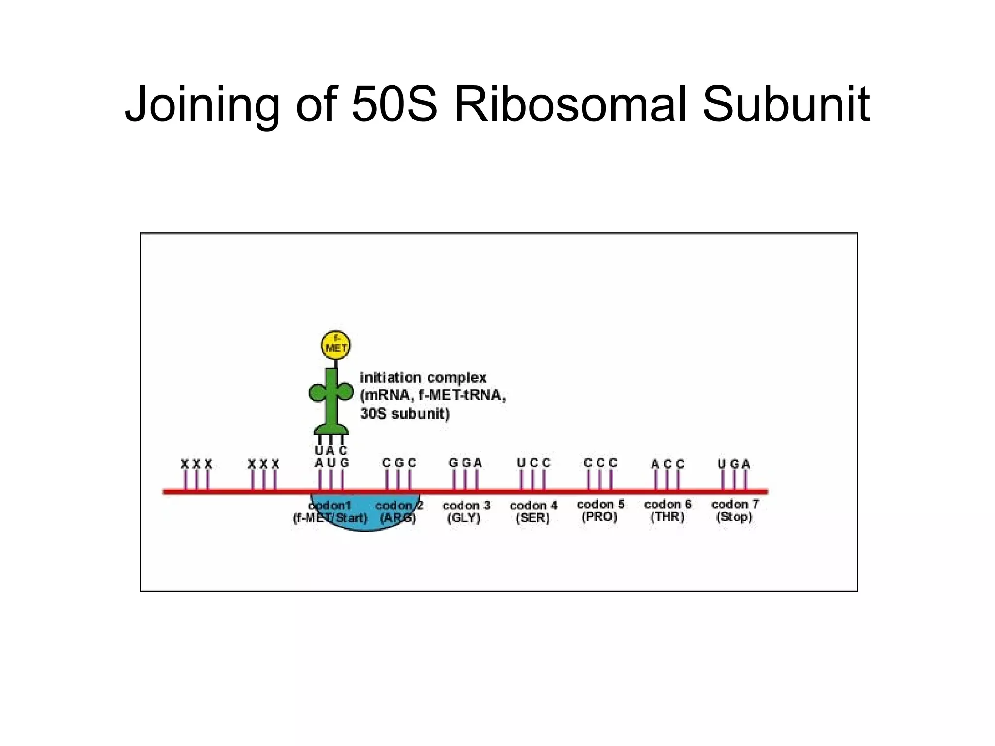 Protein synthesis inhibitors | PPT