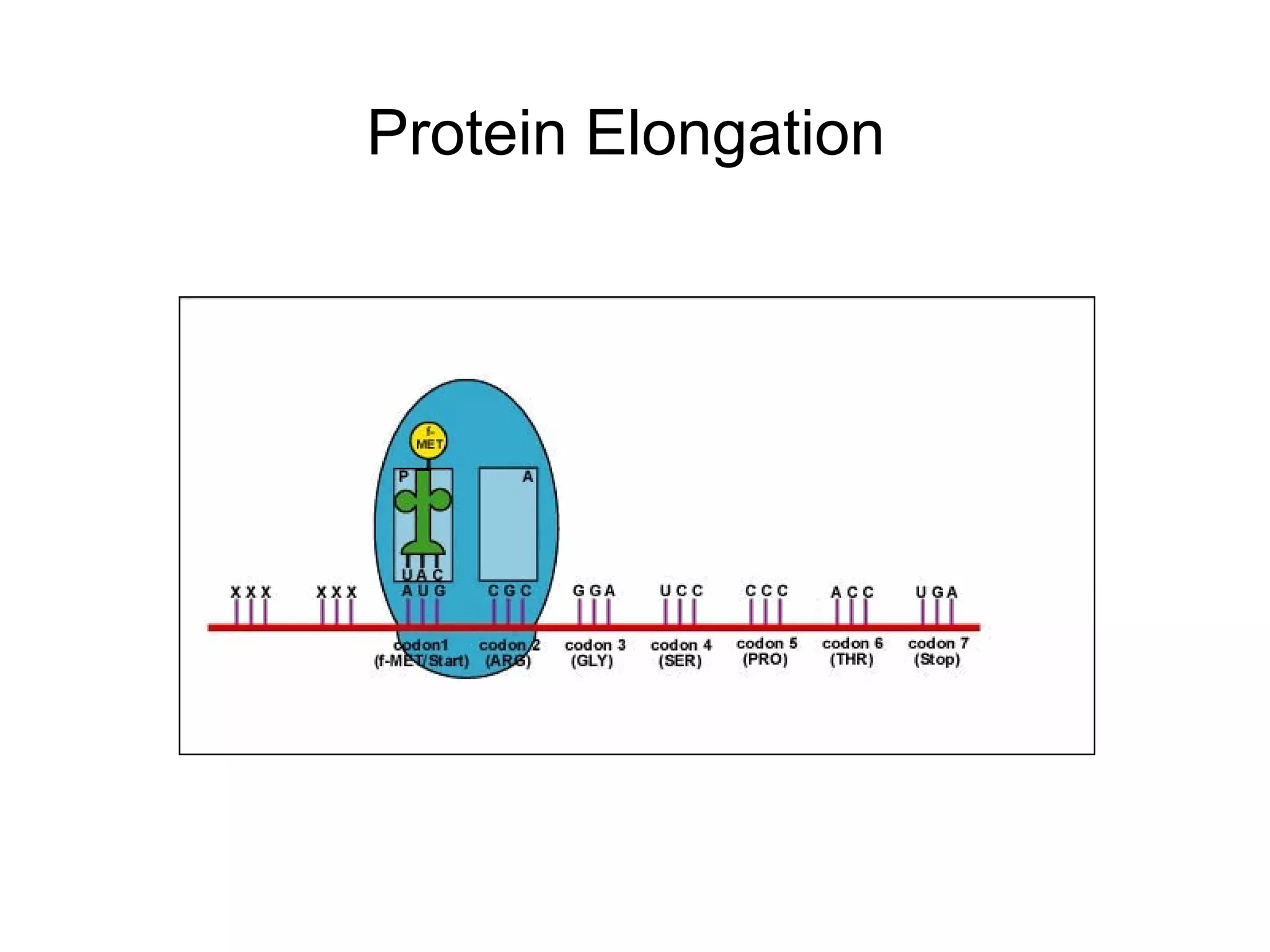 Protein synthesis inhibitors | PPT