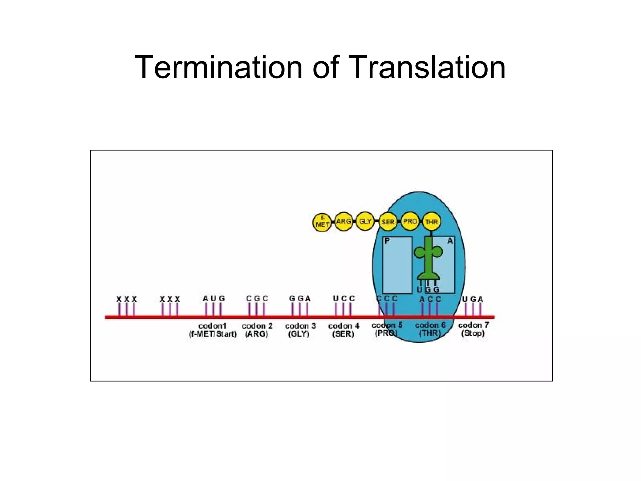 Protein synthesis inhibitors | PPT