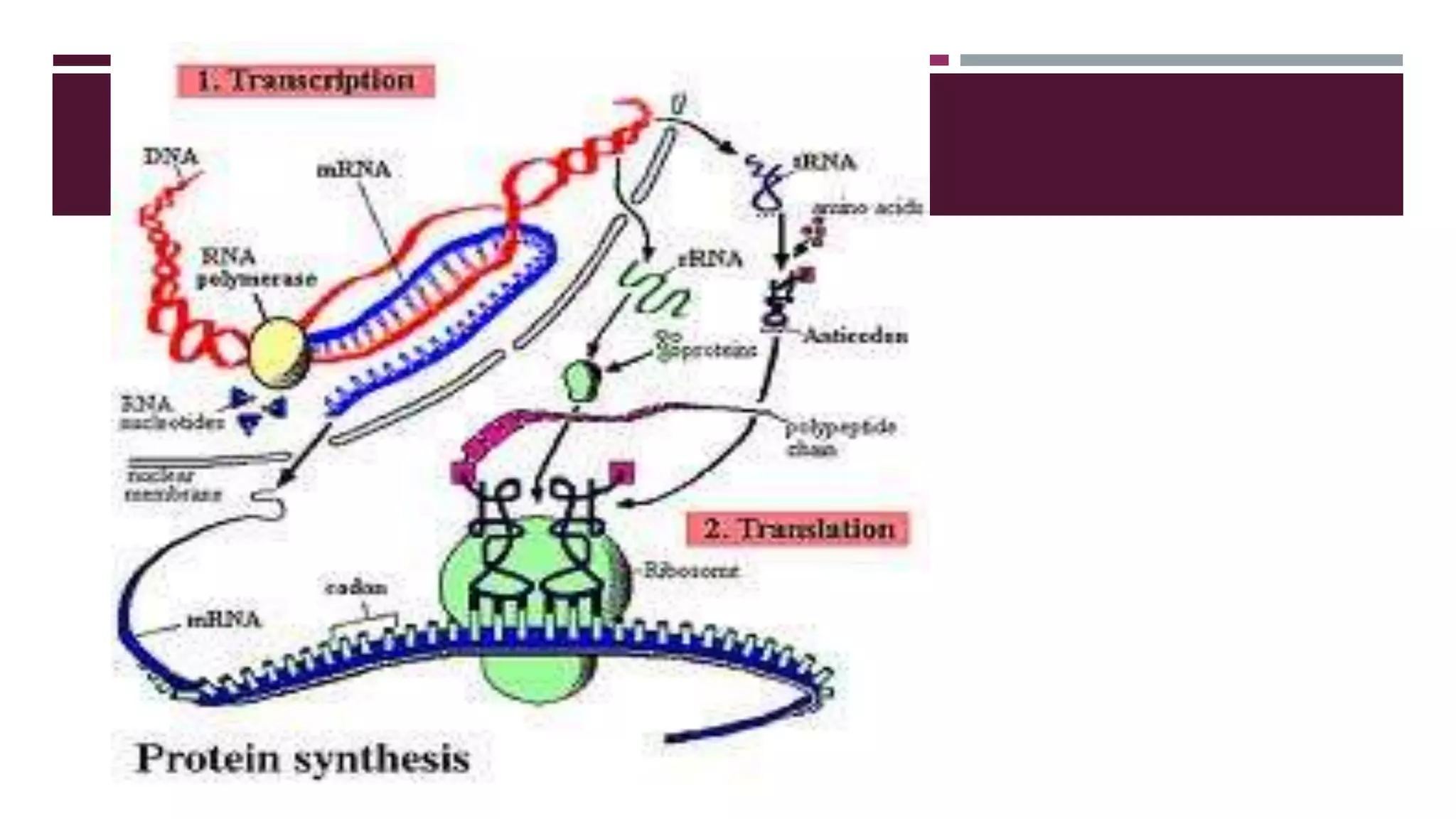 Protein synthesis inhibitor antibiotics | PPTX