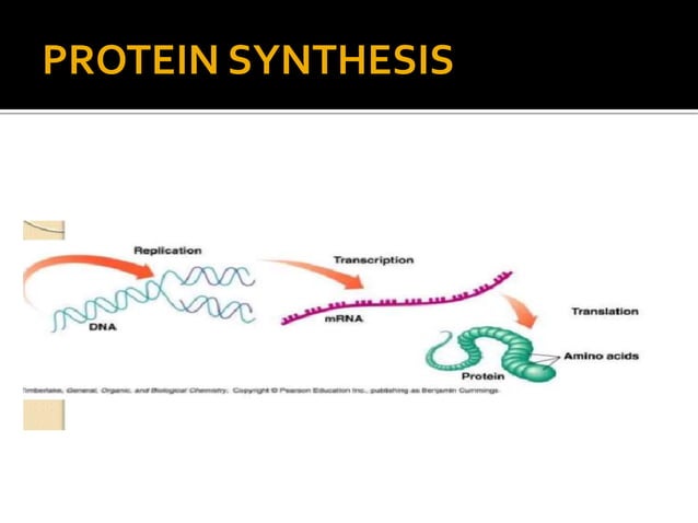 Protein synthesis inhibitors | PPT