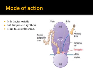 Protein synthesis inhibitors | PPT