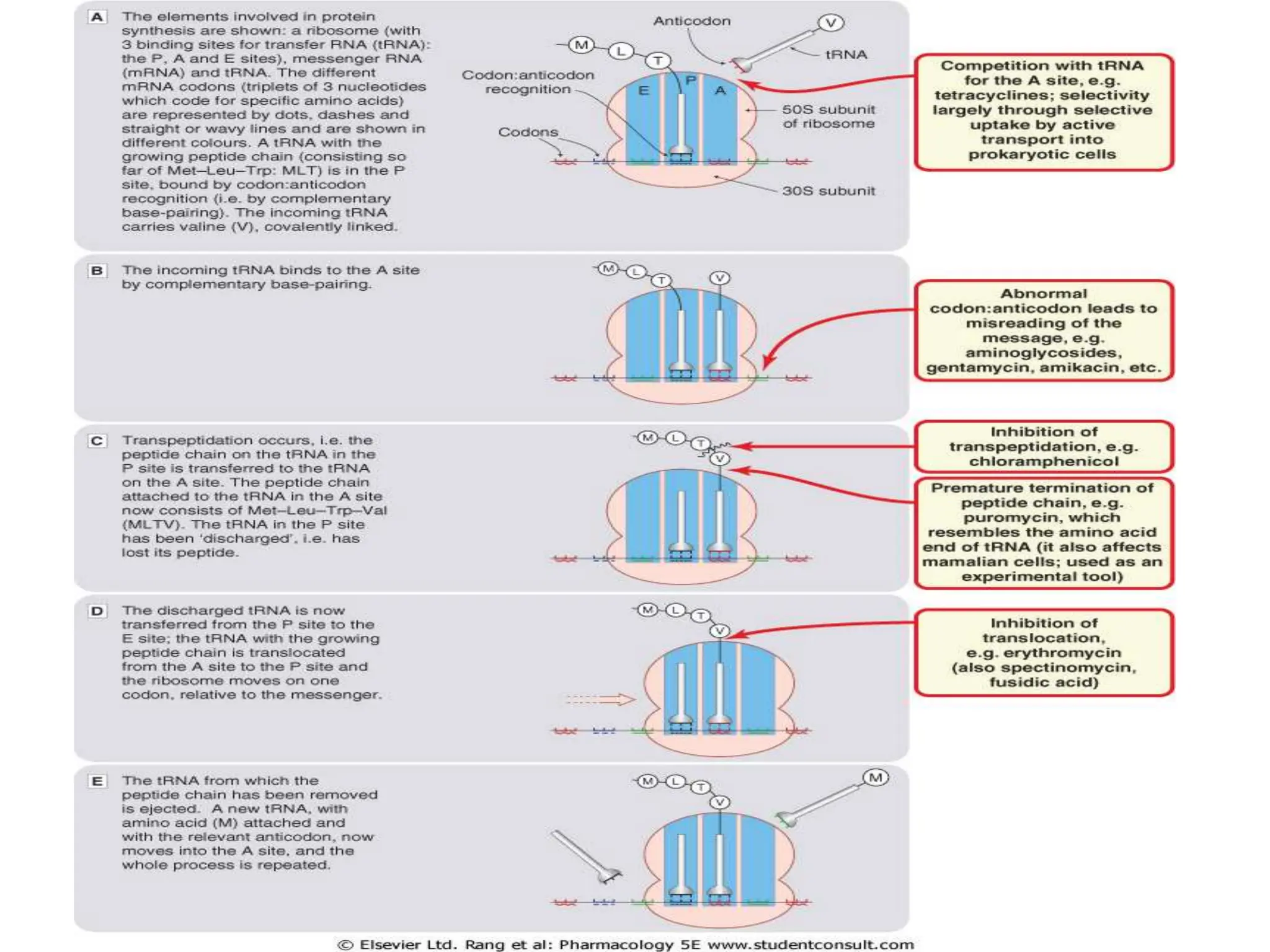 protein synthesis inhibitors.pptx