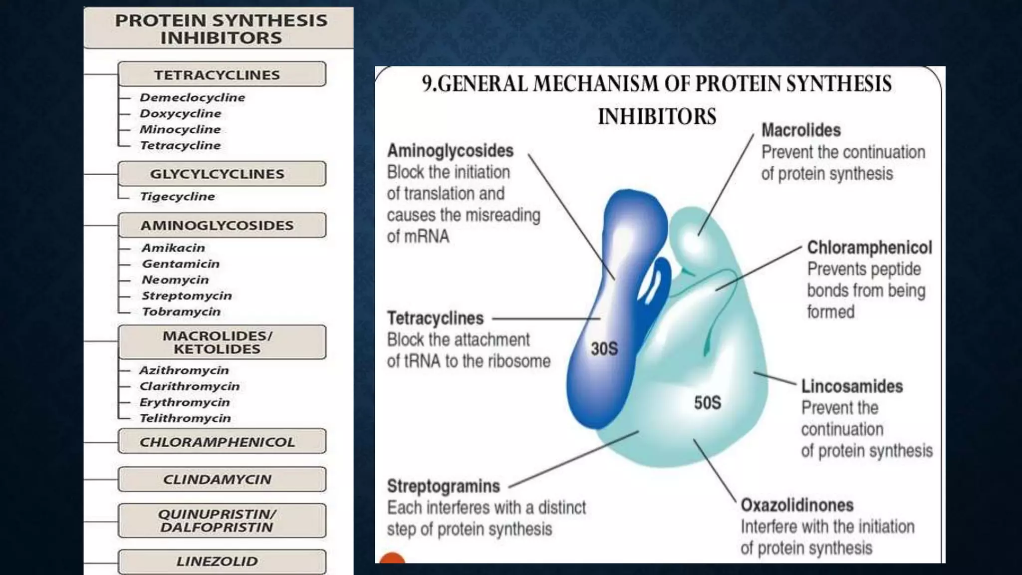 Protein synthesis inhibitors [autosaved] | PPTX