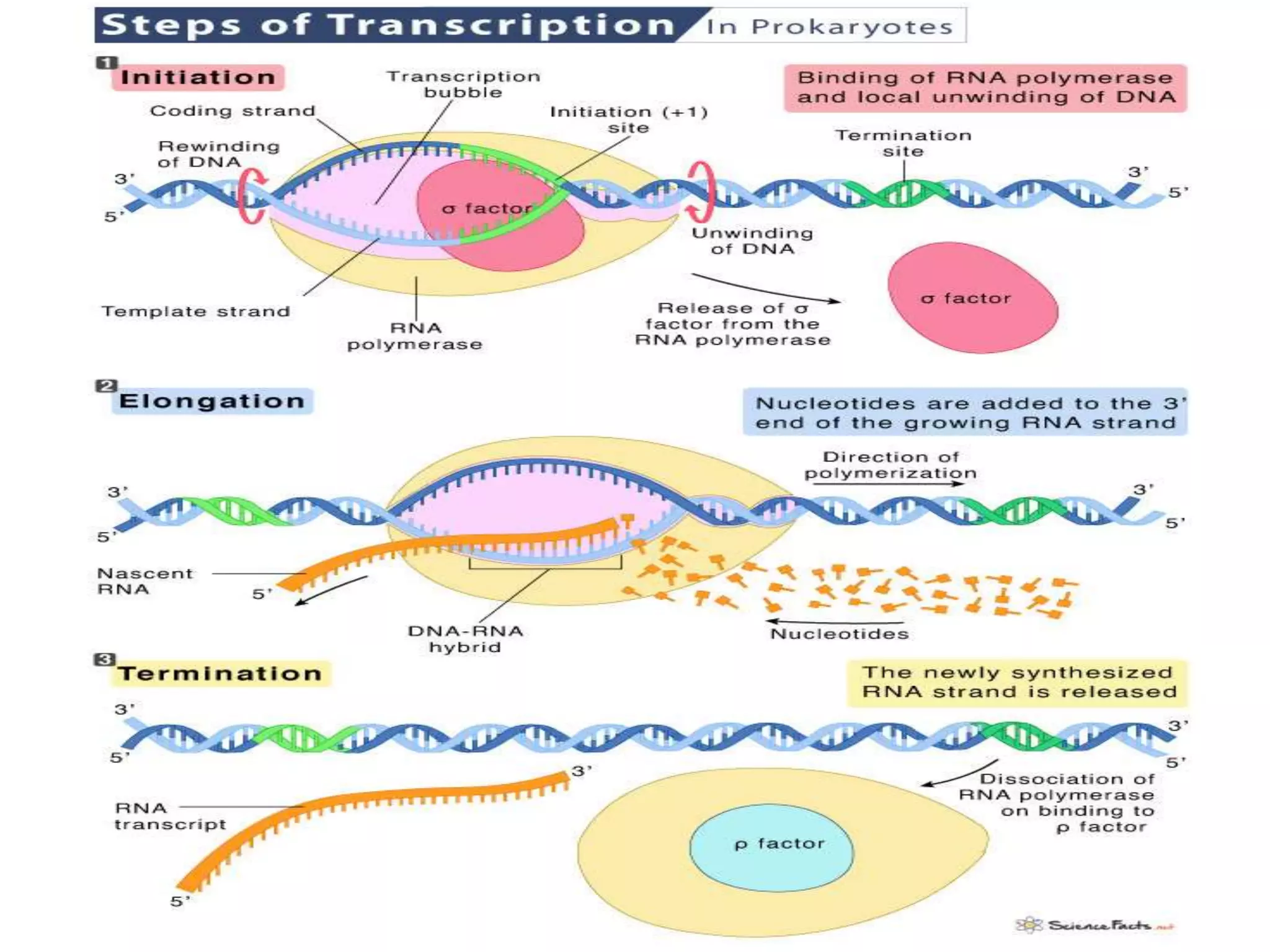 protein synthesis in prokaryotes.pptx