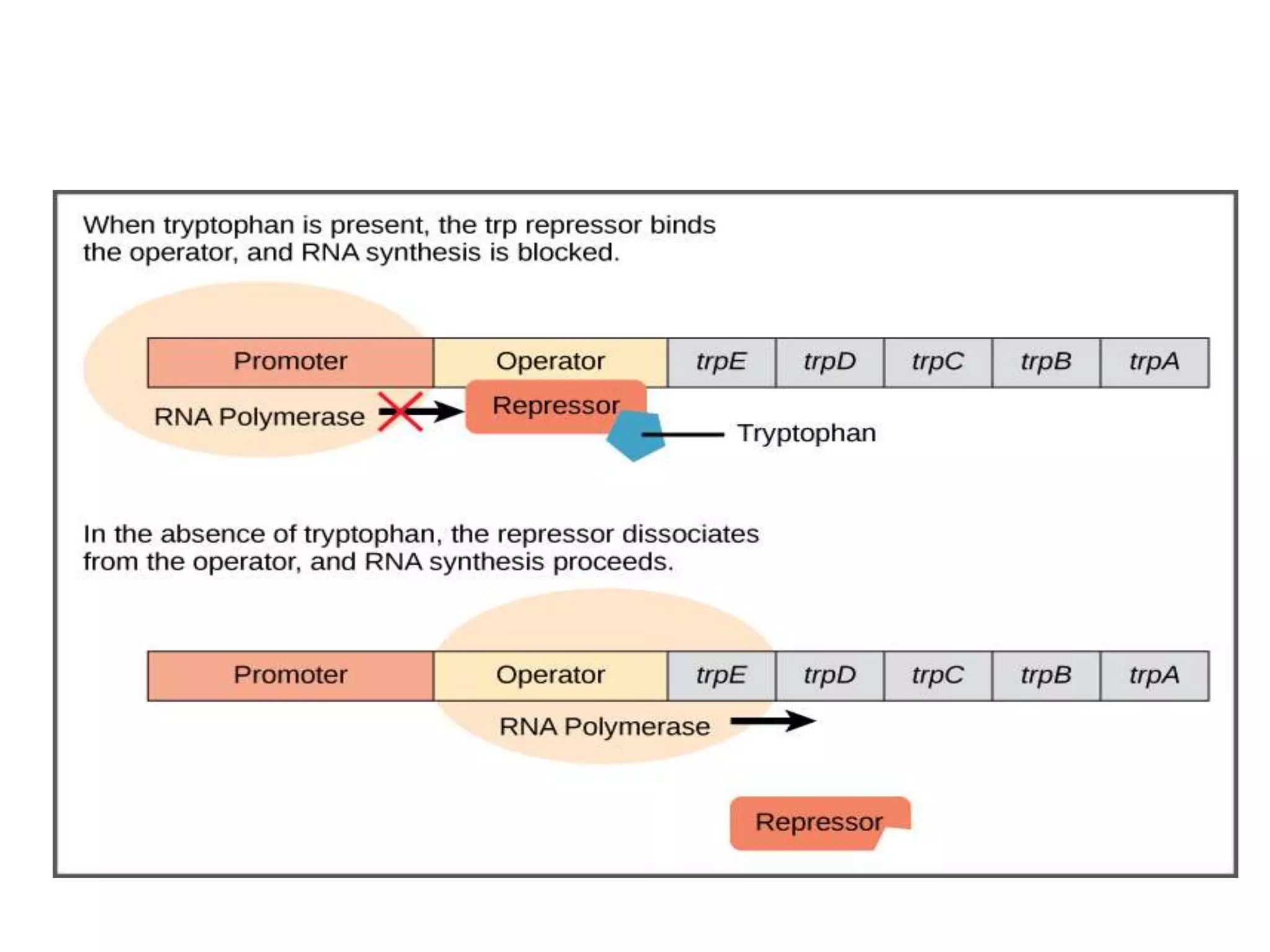 protein synthesis in prokaryotes.pptx