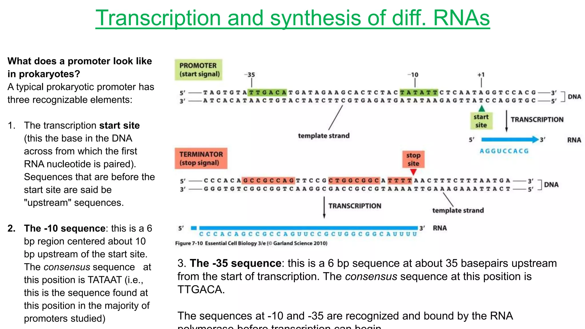 Protein Synthesis in Prokaryotes and Eukaroytes | PPTX