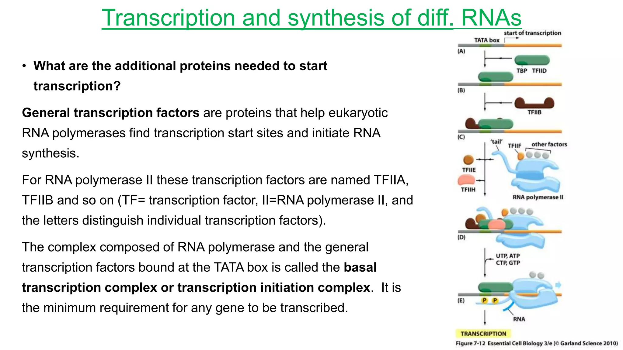 Protein Synthesis in Prokaryotes and Eukaroytes | PPTX