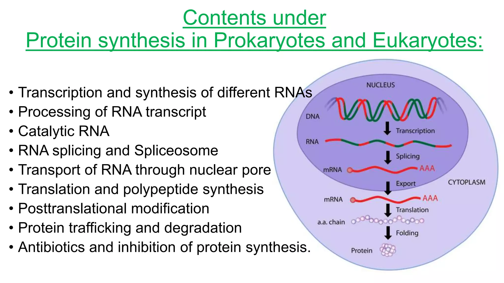 Protein Synthesis in Prokaryotes and Eukaroytes | PPTX