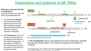 Protein Synthesis in Prokaryotes and Eukaroytes | PPTX