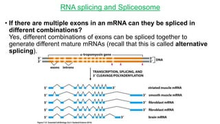 Protein Synthesis in Prokaryotes and Eukaroytes | PPTX