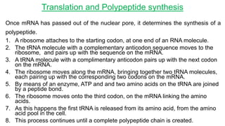 Protein Synthesis in Prokaryotes and Eukaroytes | PPTX