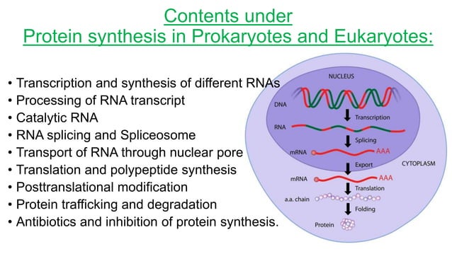 Protein Synthesis in Prokaryotes and Eukaroytes