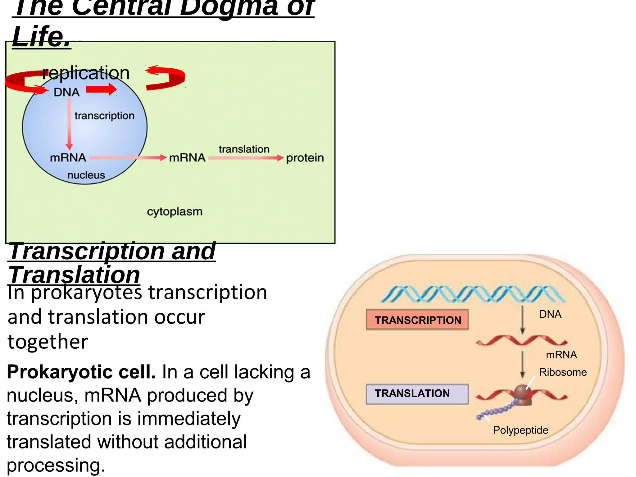 Protein synthesis mechanism with reference of Translation and ...